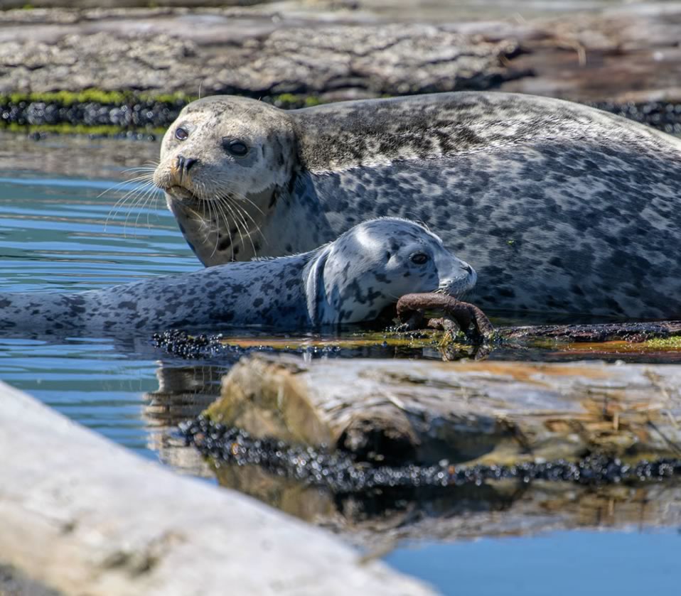 What’s going on with marine mammals in Vancouver waterways? - Marine ...